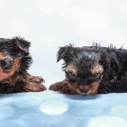 Dog Obedience Training Texas - The Dog Lady