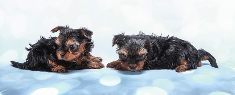 Housebreaking 101 - The Dog Lady